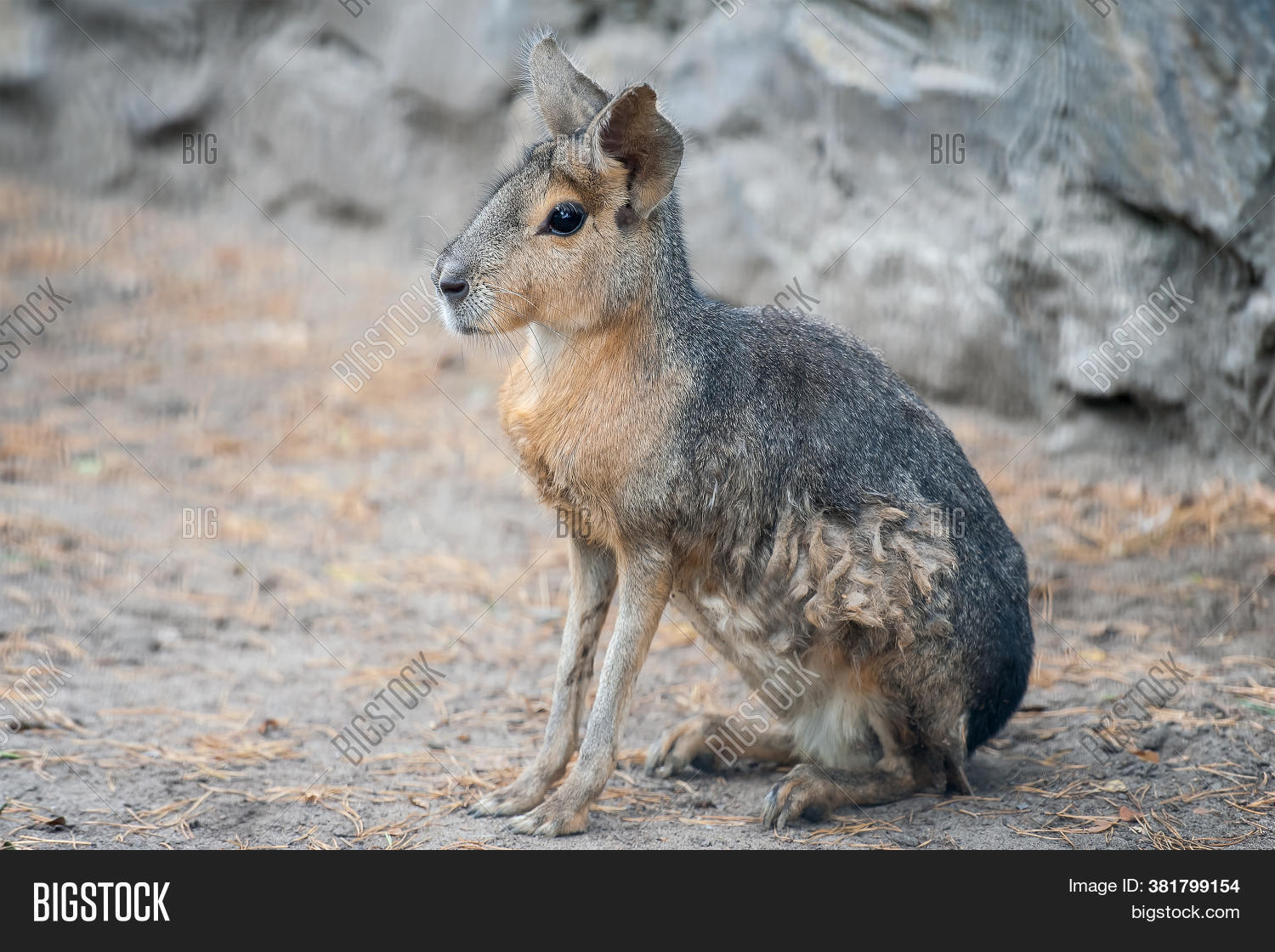 Patagonian Mara ( Image & Photo (Free Trial) | Bigstock