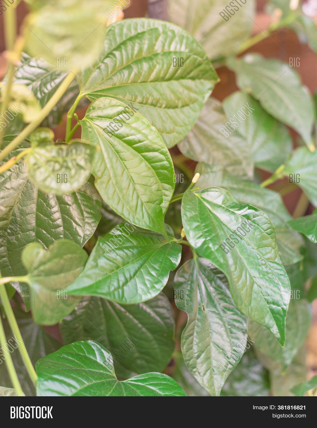 Vigorous Betel Plants Image & Photo (Free Trial) | Bigstock
