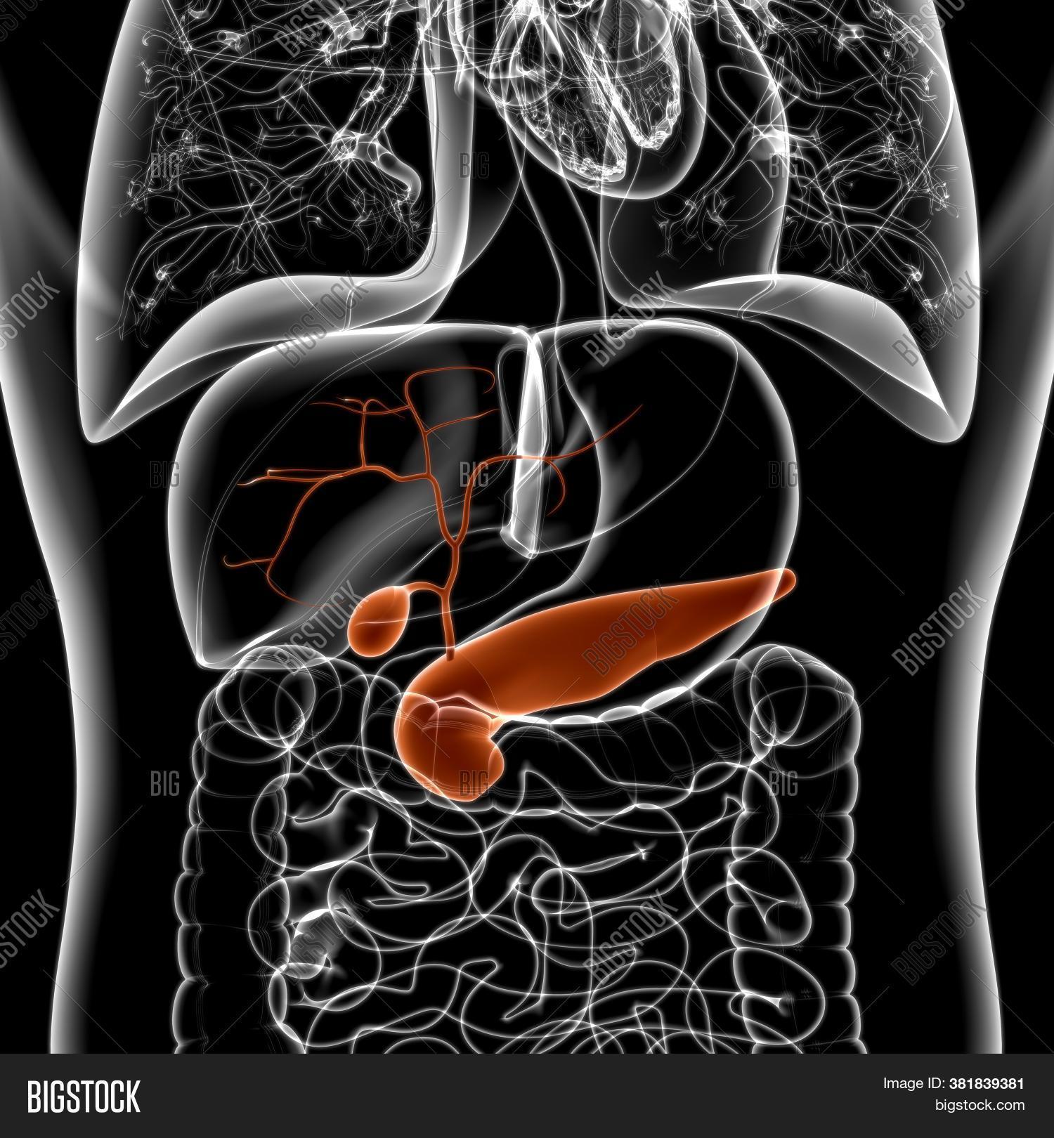 Gall Bladder Human Image & Photo (Free Trial) | Bigstock