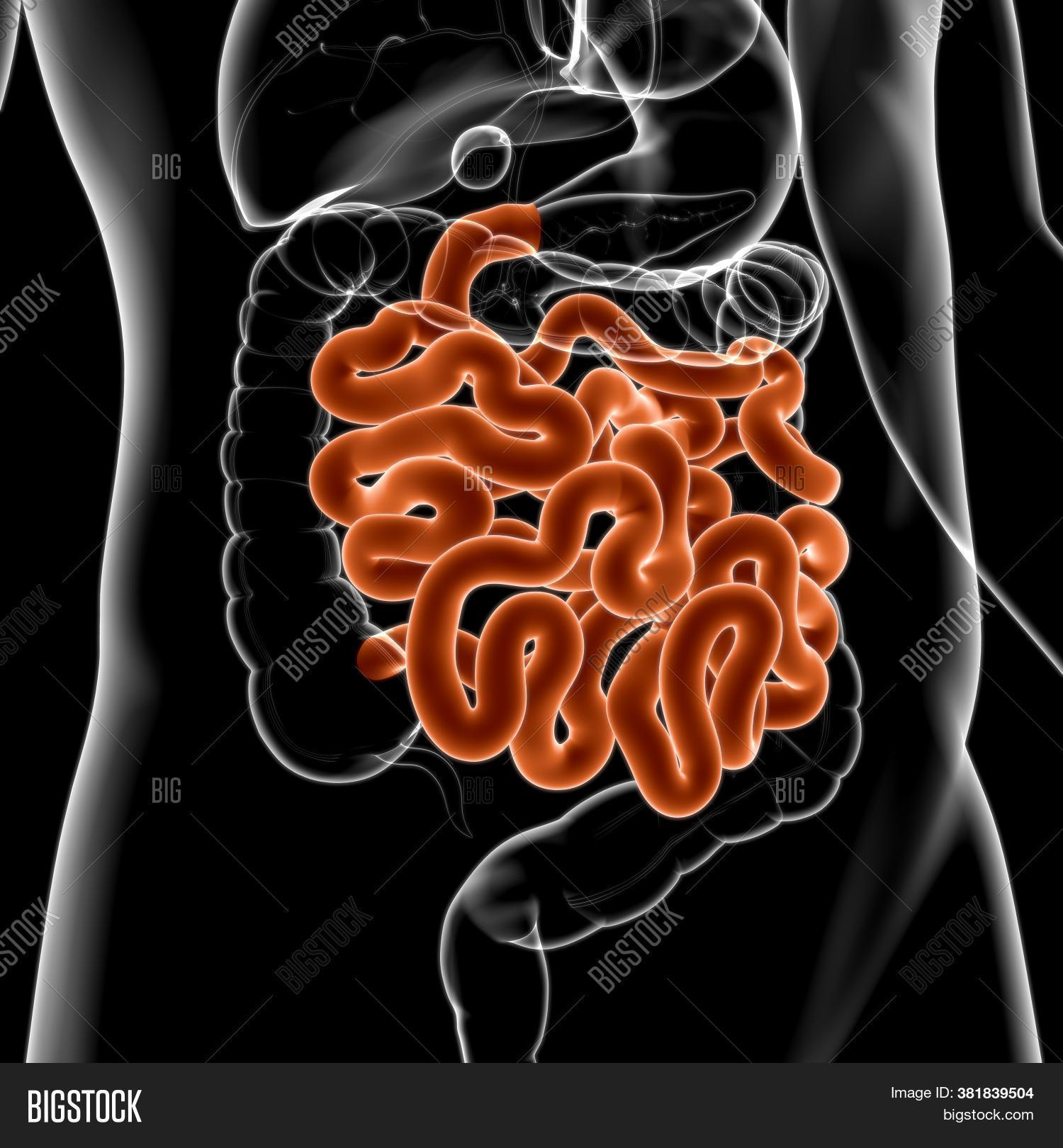 Small Intestine 3D Image & Photo (Free Trial) | Bigstock