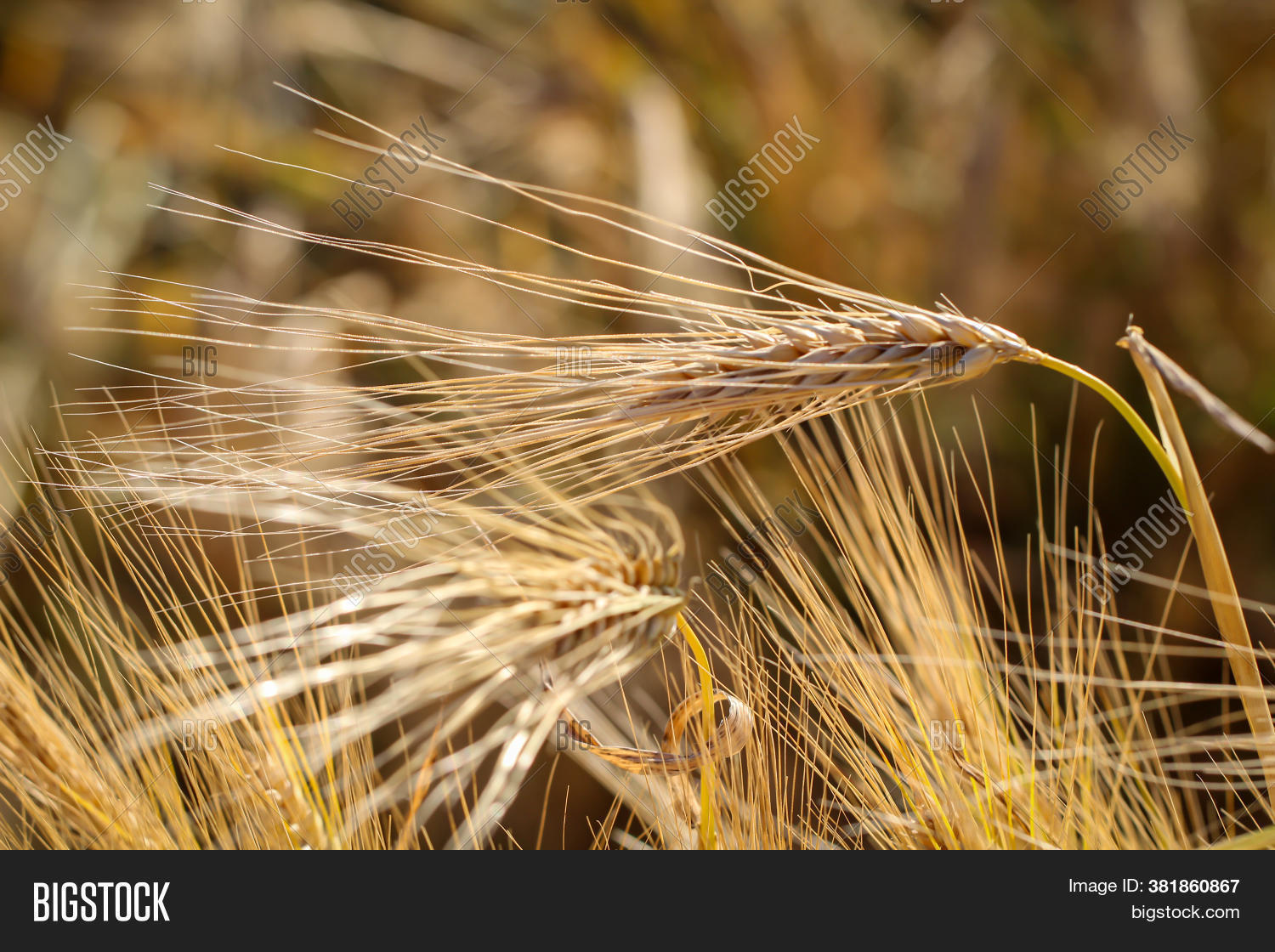 View Grain Field Ears Image & Photo (Free Trial) | Bigstock