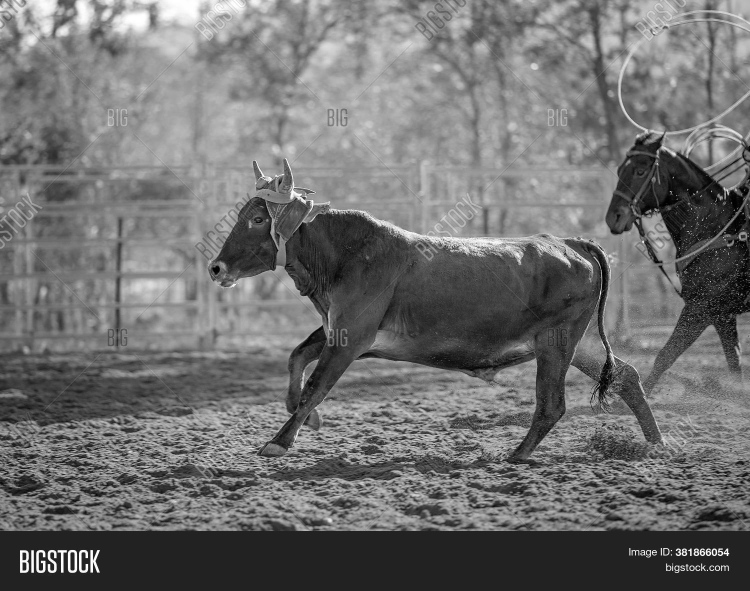 Calf Being Lassoed Image & Photo (Free Trial) | Bigstock