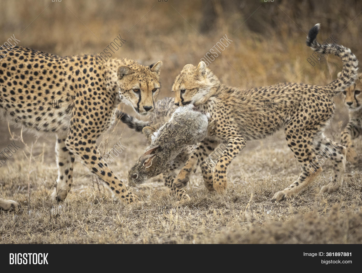 Cheetah Mother Her Image & Photo (Free Trial) | Bigstock