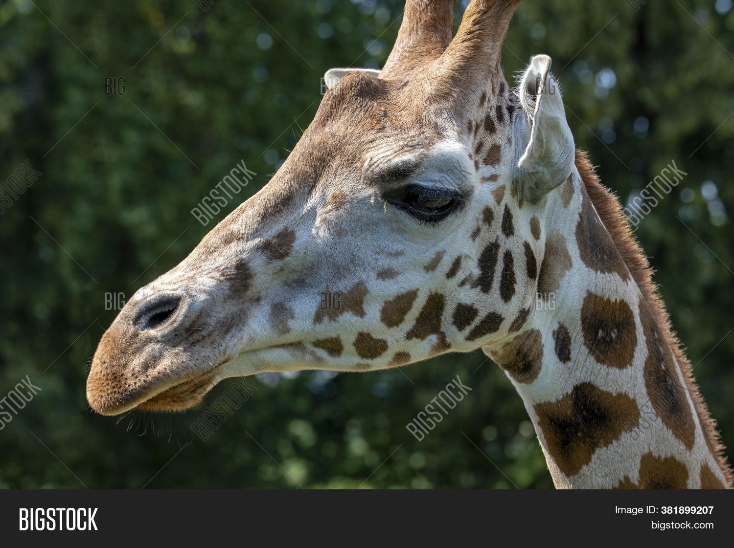 Closeup View Giraffe Image & Photo (Free Trial) | Bigstock