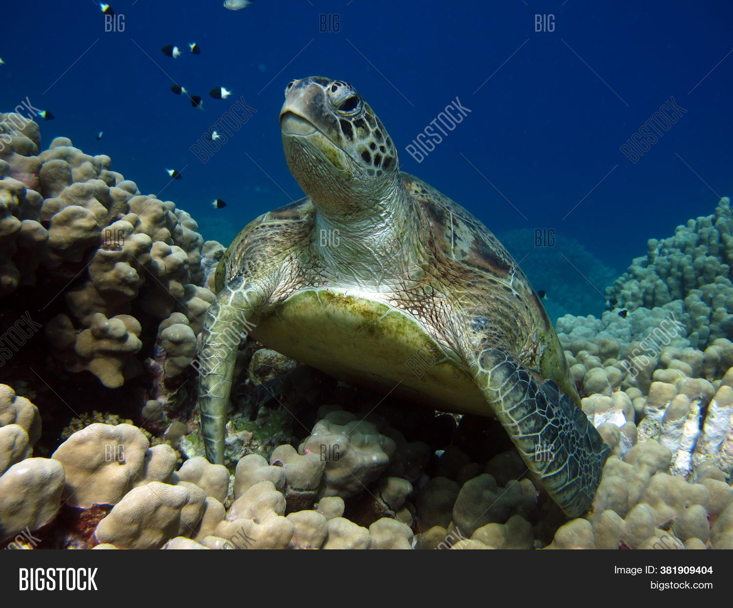 Big Green Turtle On Image & Photo (Free Trial) | Bigstock