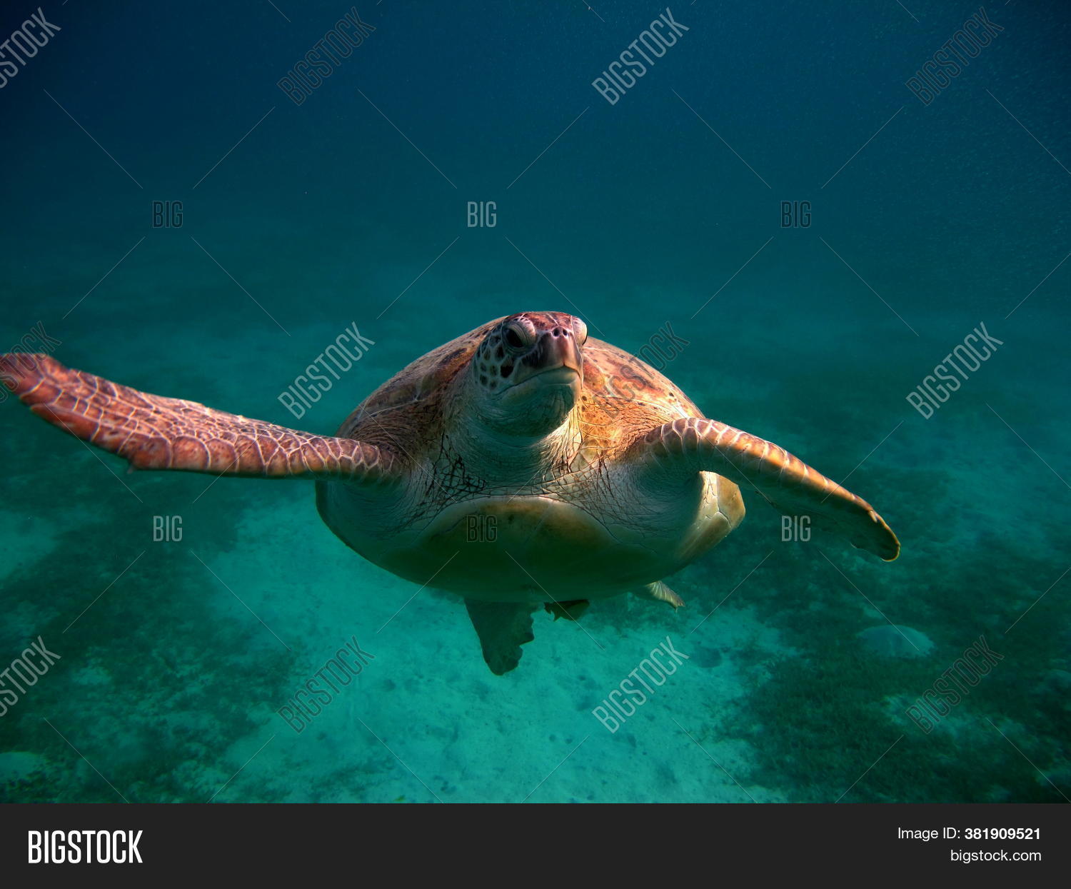 Big Green Turtle On Image & Photo (Free Trial) | Bigstock