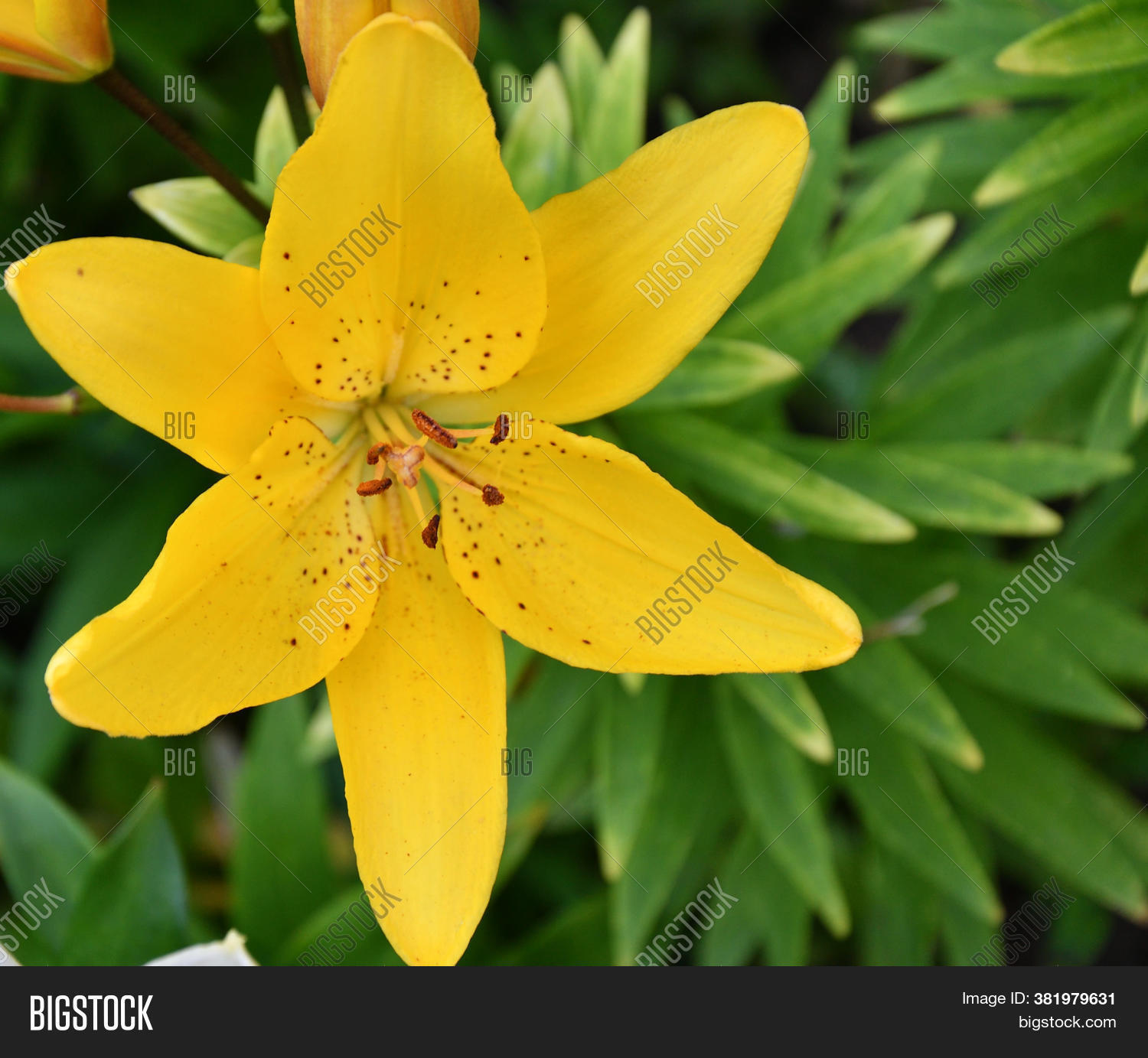Lily (lat. Lílium) Image & Photo (Free Trial) | Bigstock