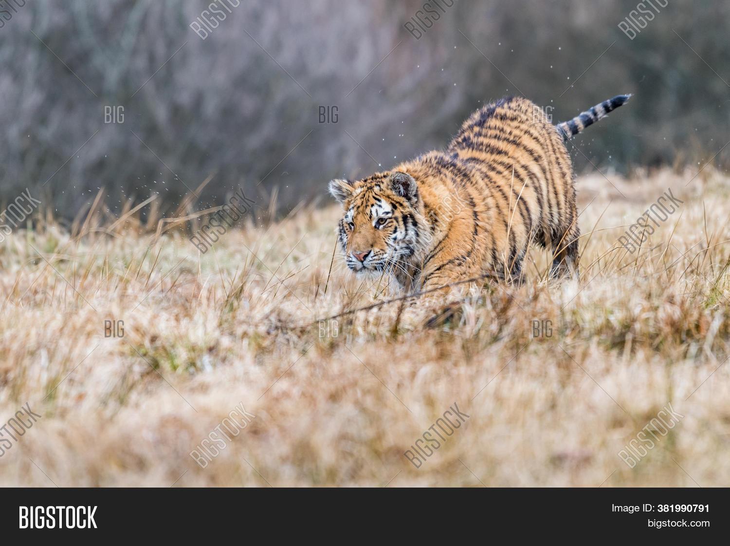 Siberian Tiger Running Image & Photo (Free Trial) | Bigstock