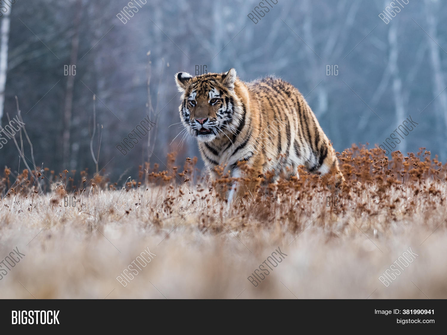 Siberian Tiger Running Image & Photo (Free Trial) | Bigstock