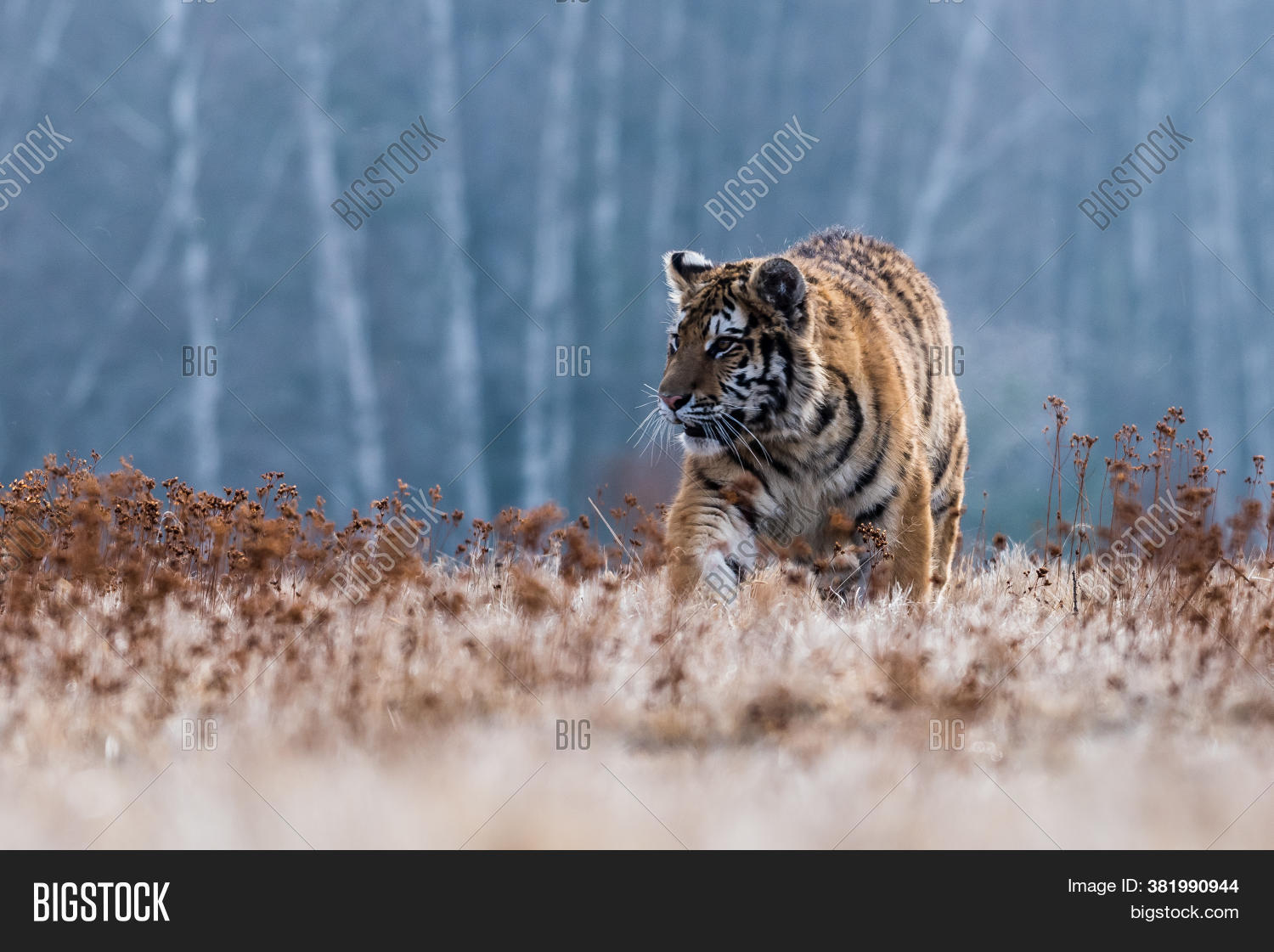 Siberian Tiger Running Image & Photo (Free Trial) | Bigstock