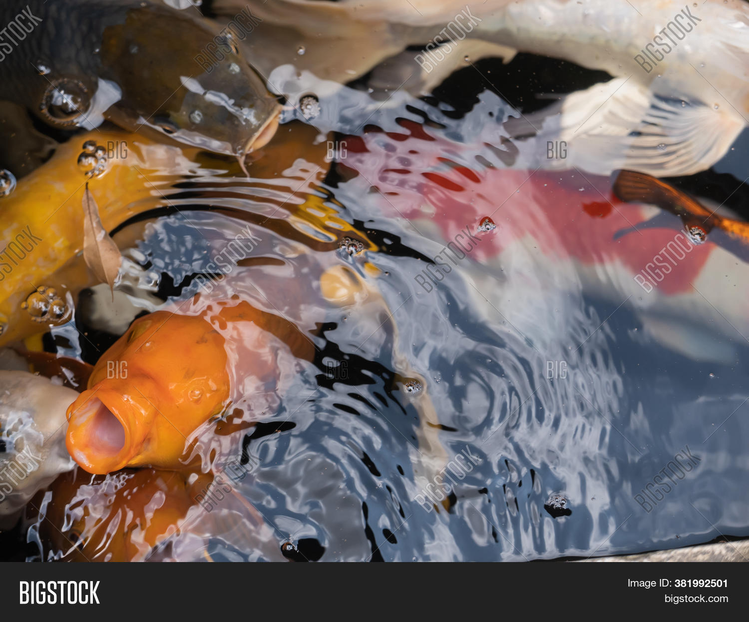 Close Koi Fish Pond Image & Photo (Free Trial) | Bigstock