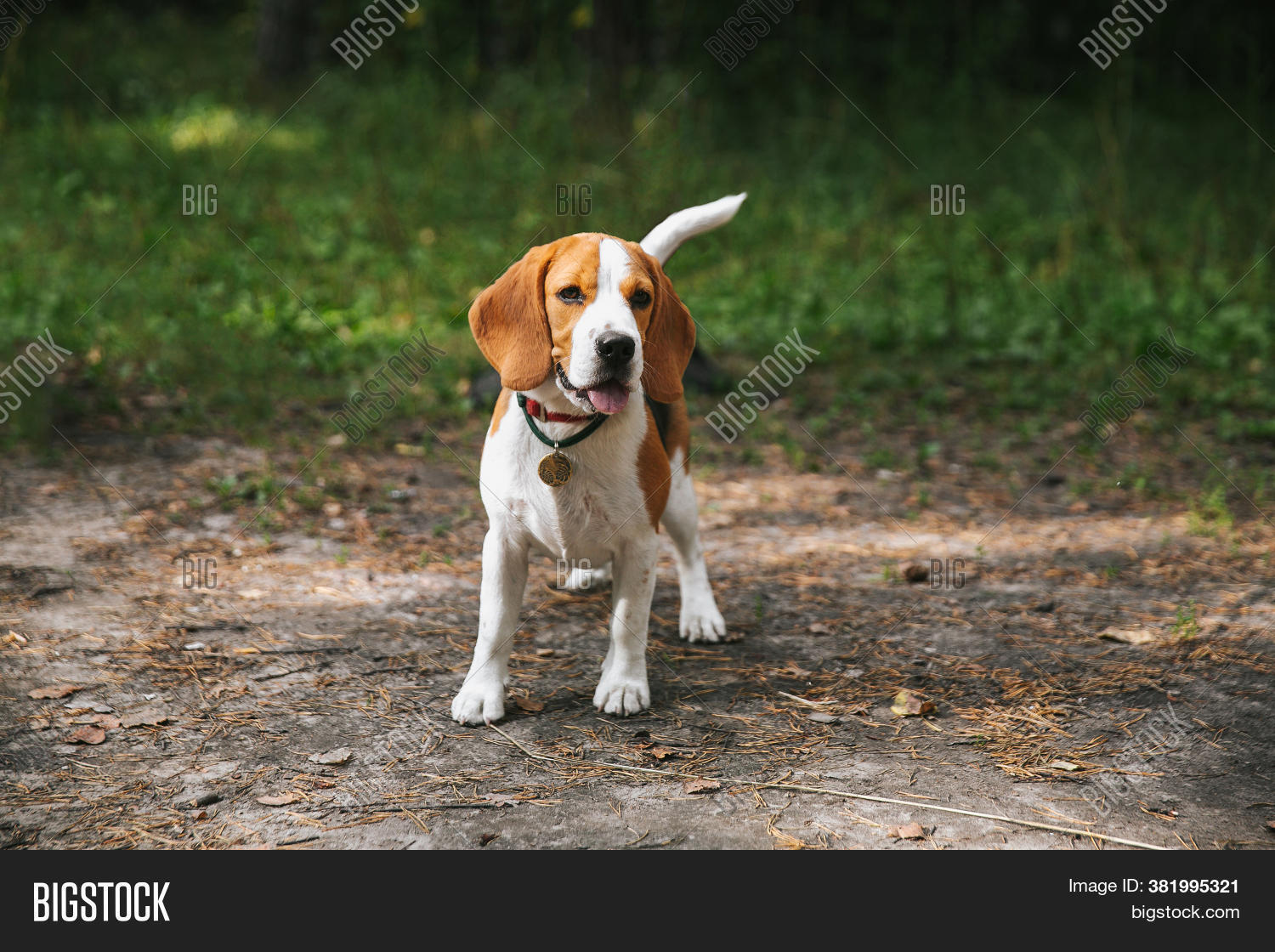 Beagle Dog Puppy Walks Image & Photo (Free Trial) | Bigstock