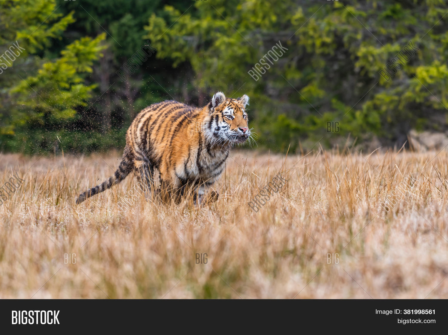 Siberian Tiger Running Image & Photo (Free Trial) | Bigstock