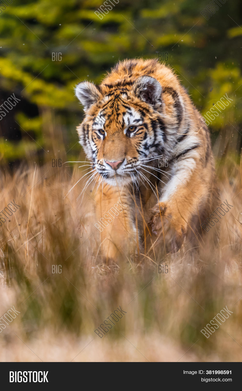 Siberian Tiger Running Image & Photo (Free Trial) | Bigstock