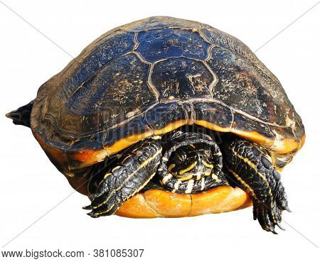 Turtle Peeking Out Image & Photo (Free Trial) | Bigstock