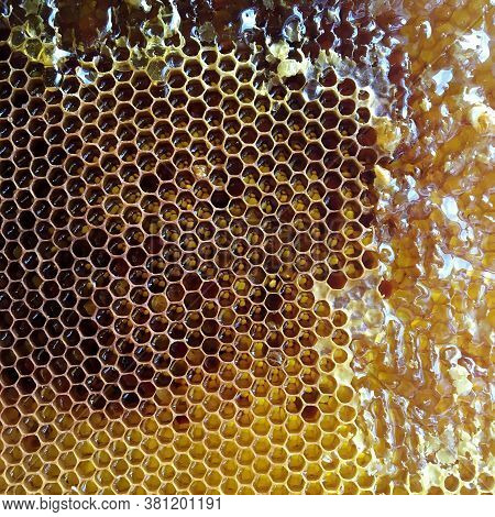 Drop Bee Honey Drip Image & Photo (Free Trial) | Bigstock