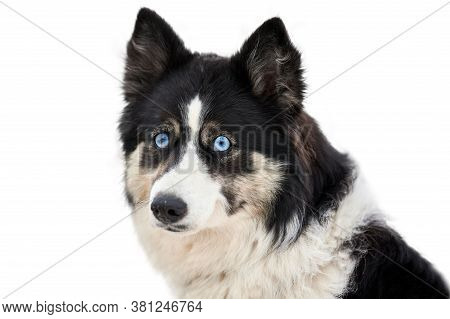 Funny Husky Face Big Image & Photo (Free Trial) | Bigstock