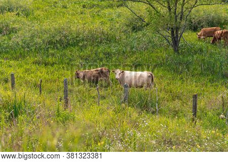 Raising Nelore Cattle Image & Photo (Free Trial) | Bigstock