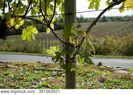 Grapes Fruit Stands Image & Photo (Free Trial) | Bigstock