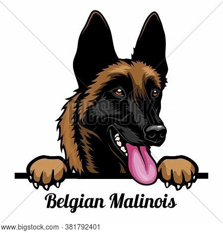 Belgian Malinois - Vector & Photo (Free Trial) | Bigstock