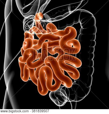 Small Intestine 3D Image & Photo (Free Trial) | Bigstock