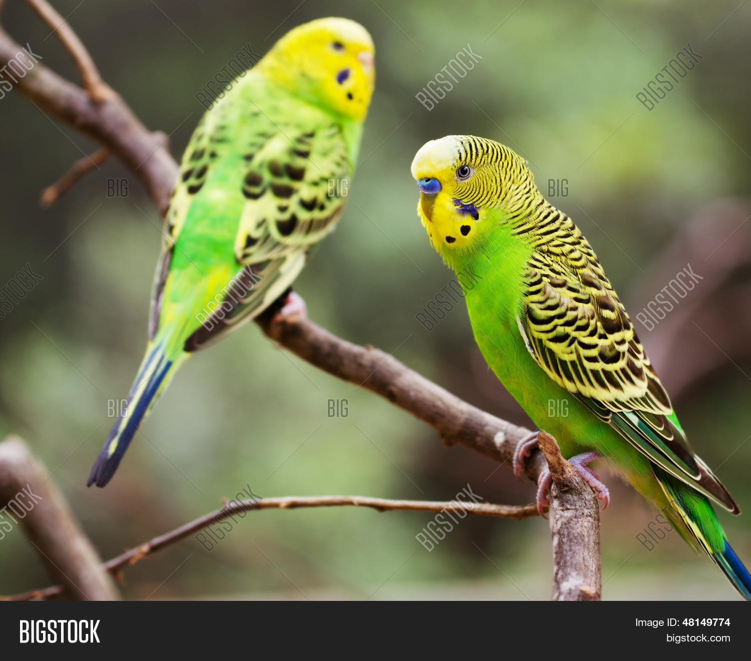Colorful Parakeets Image & Photo (Free Trial) | Bigstock