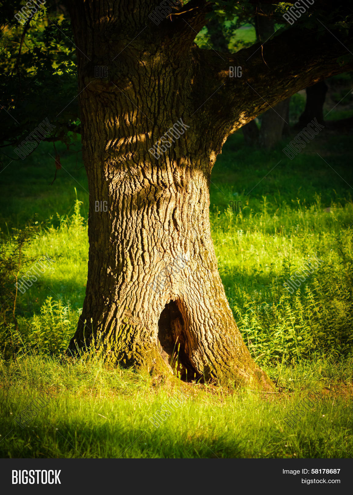 Oak Tree Big Hole Image & Photo (Free Trial) | Bigstock