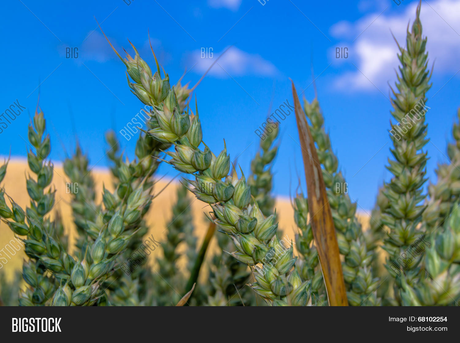 Getreidefeld Mit Image & Photo (Free Trial) | Bigstock