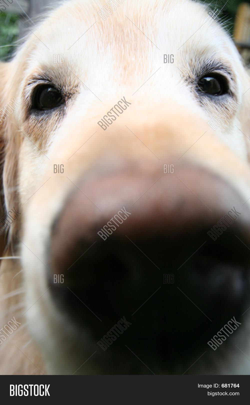 Close- Dog Face Image & Photo (Free Trial) | Bigstock