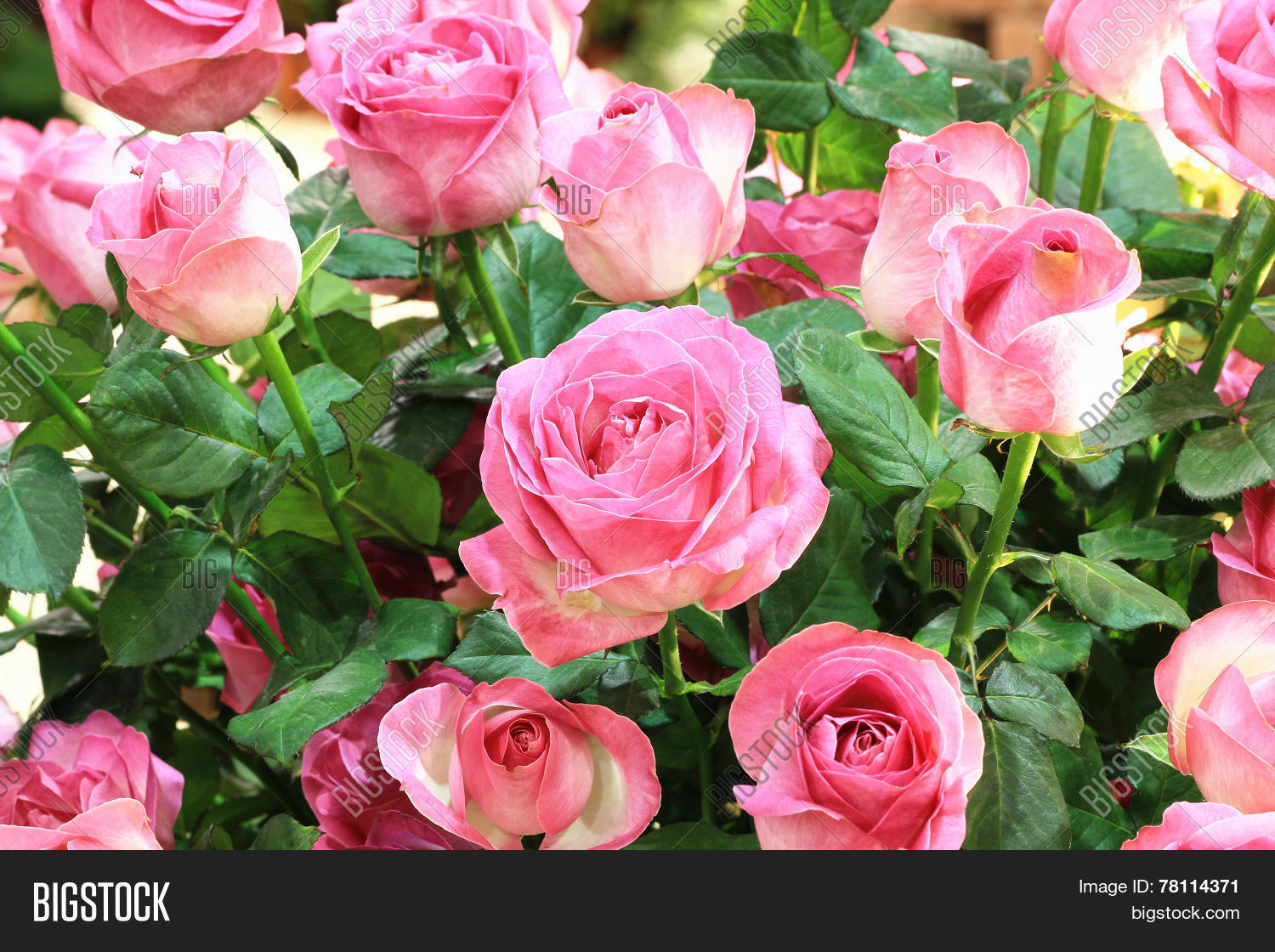 Pink Roses Image & Photo (Free Trial) | Bigstock