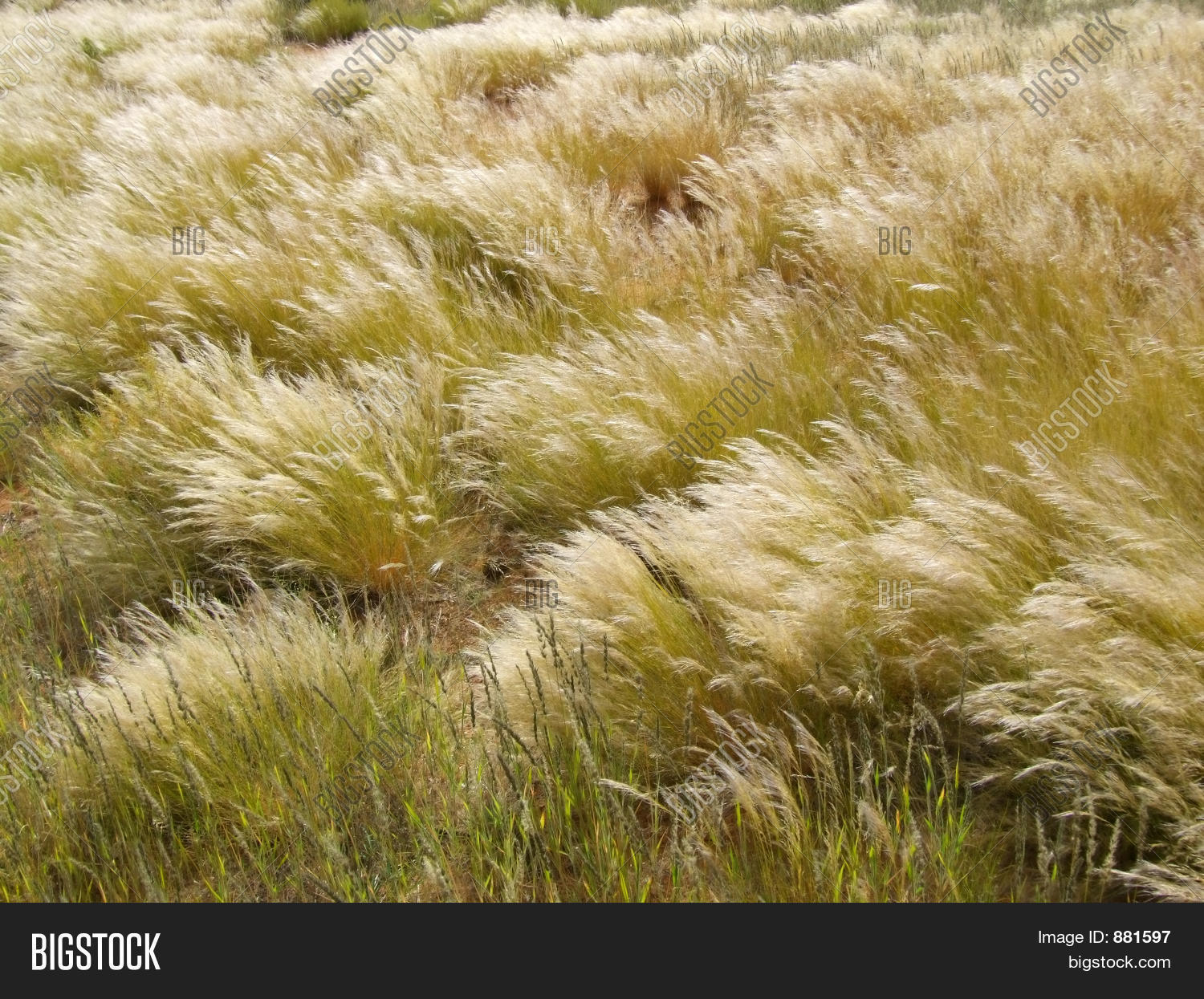 Waving Grasses Image & Photo (Free Trial) | Bigstock