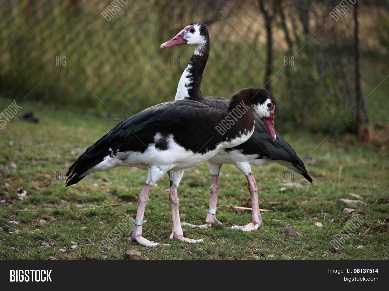 Spur-winged Goose ( Image & Photo (Free Trial) | Bigstock