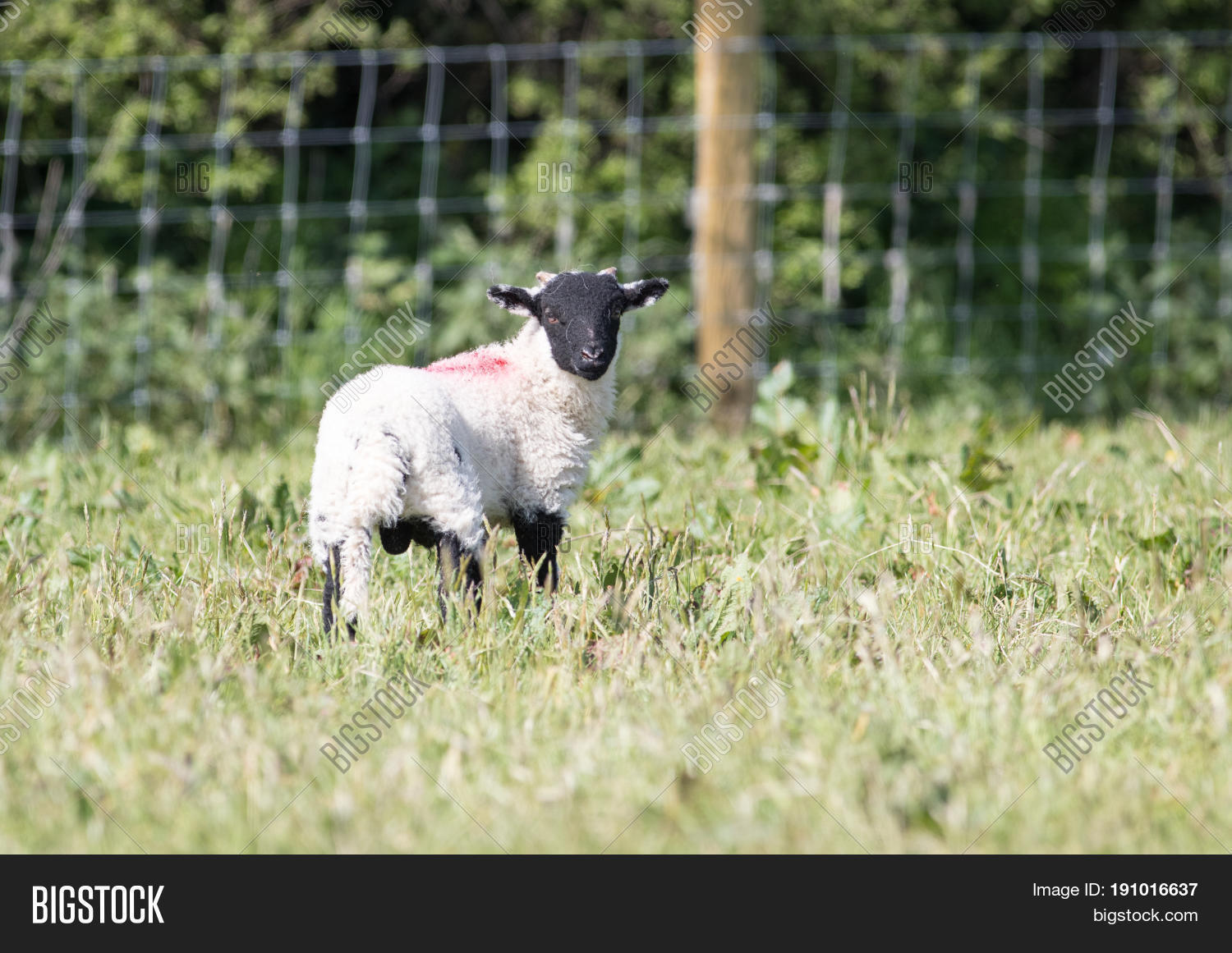 Young Lamb Black Head Image & Photo (Free Trial) | Bigstock