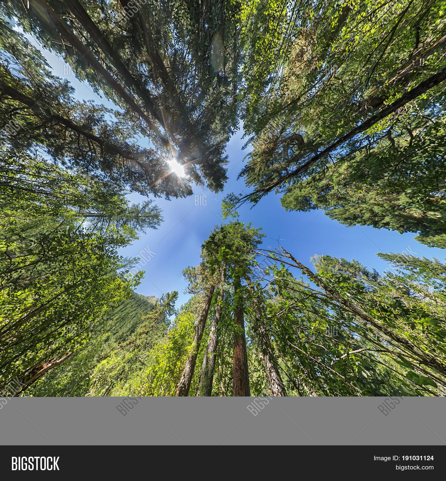 Tops Coniferous Trees Image & Photo (Free Trial) | Bigstock