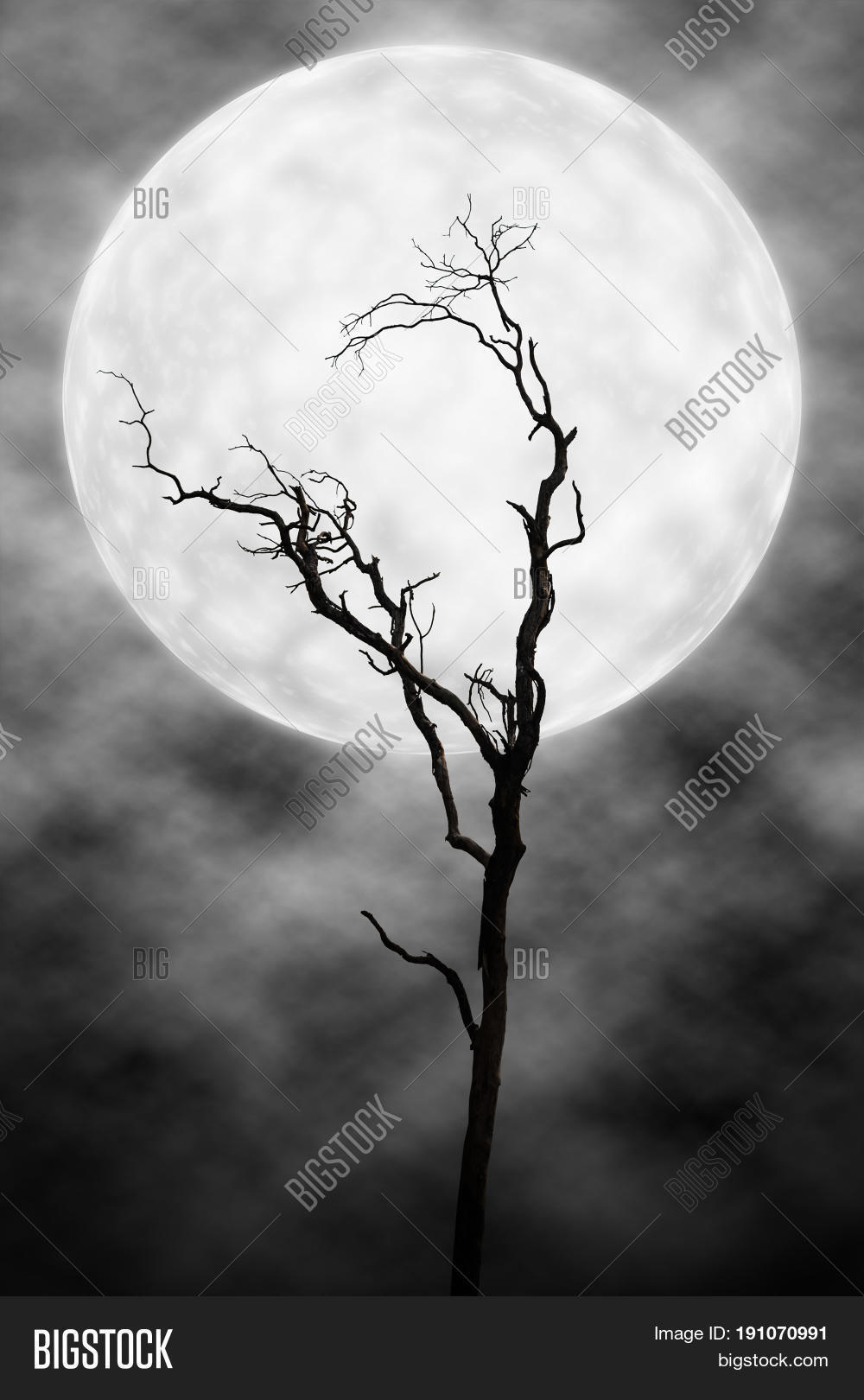 Scary Trees At Night