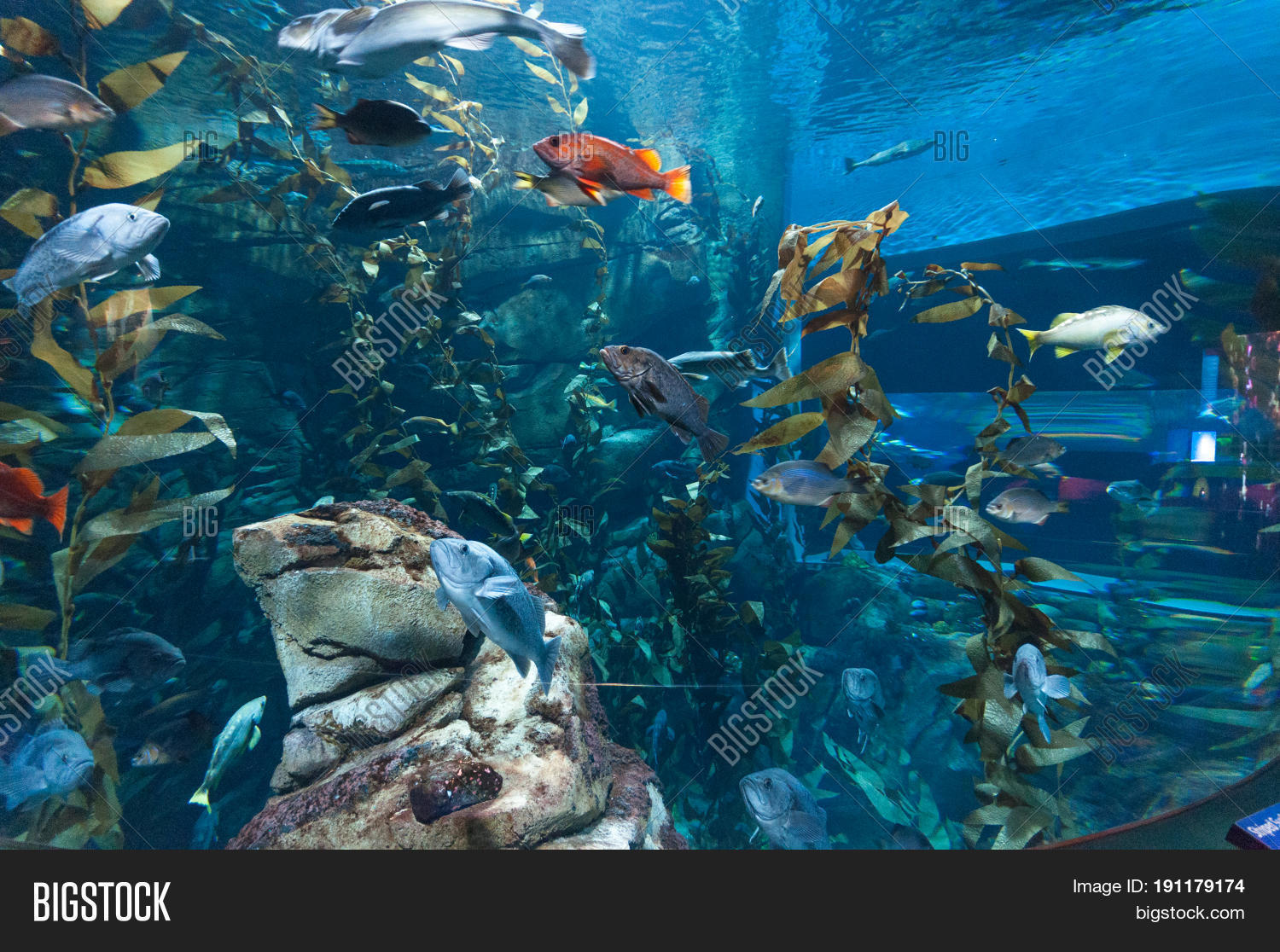 Exotic Marine Animals Image & Photo (Free Trial) | Bigstock