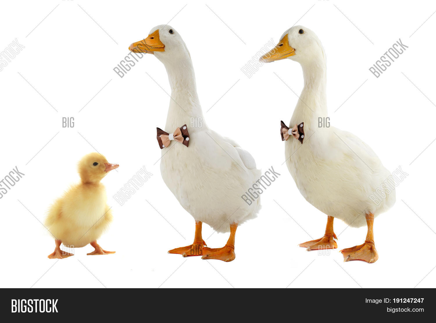 Two Ducks Bowtie One Image & Photo (Free Trial) | Bigstock
