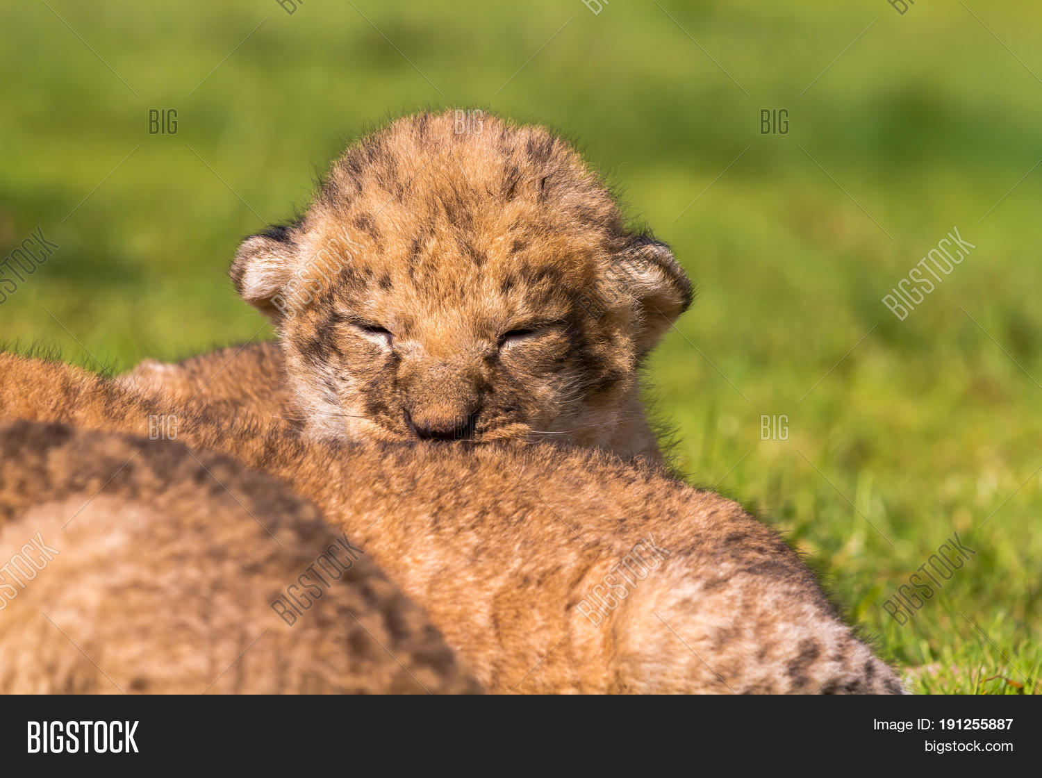 Four Very Small Lion Image & Photo (Free Trial) | Bigstock
