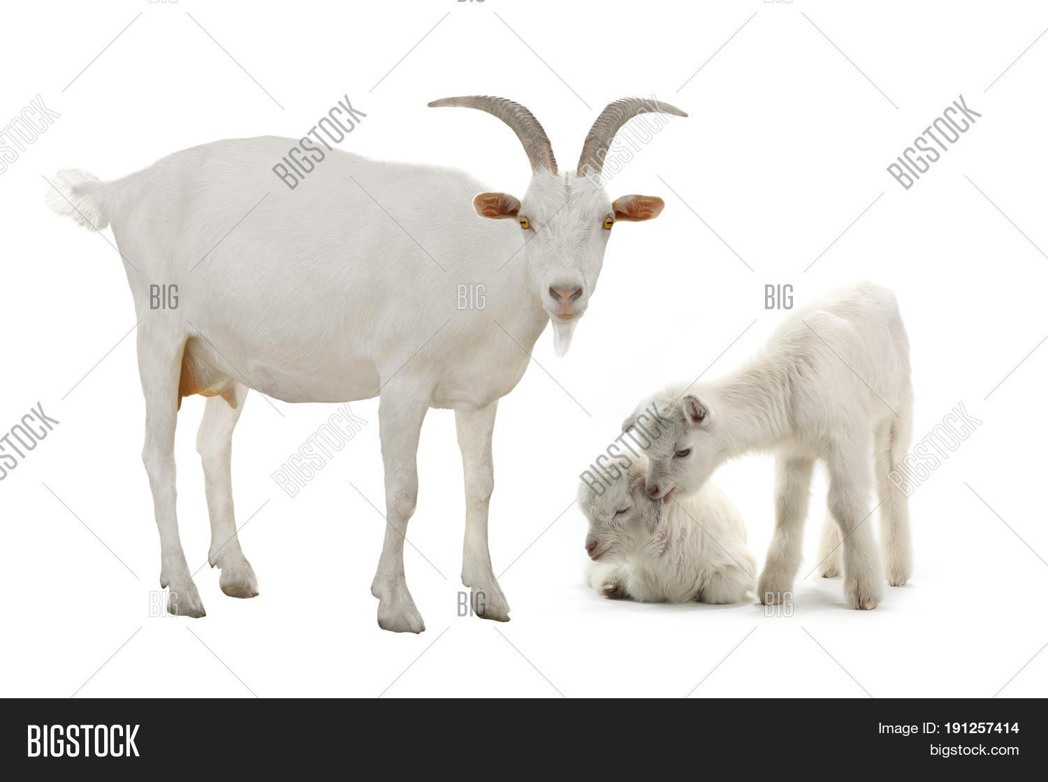 Goat Goat Kid Isolated Image & Photo (Free Trial) | Bigstock