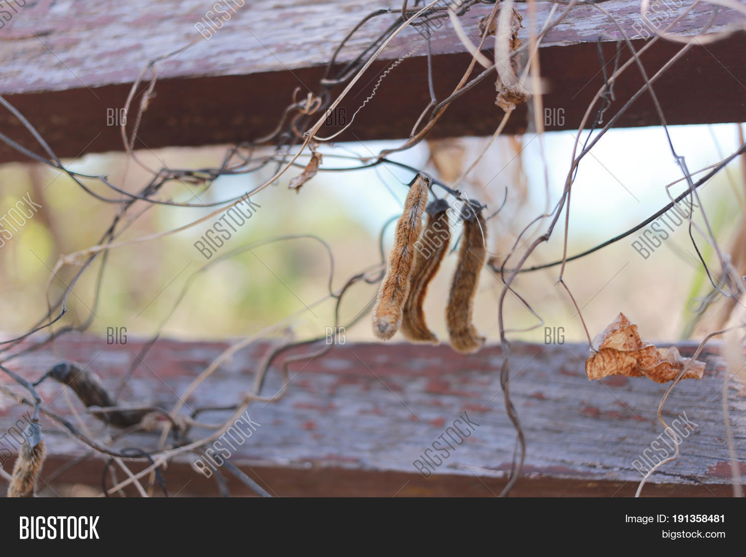 Mucuna Pruriens Tree Image & Photo (Free Trial) | Bigstock