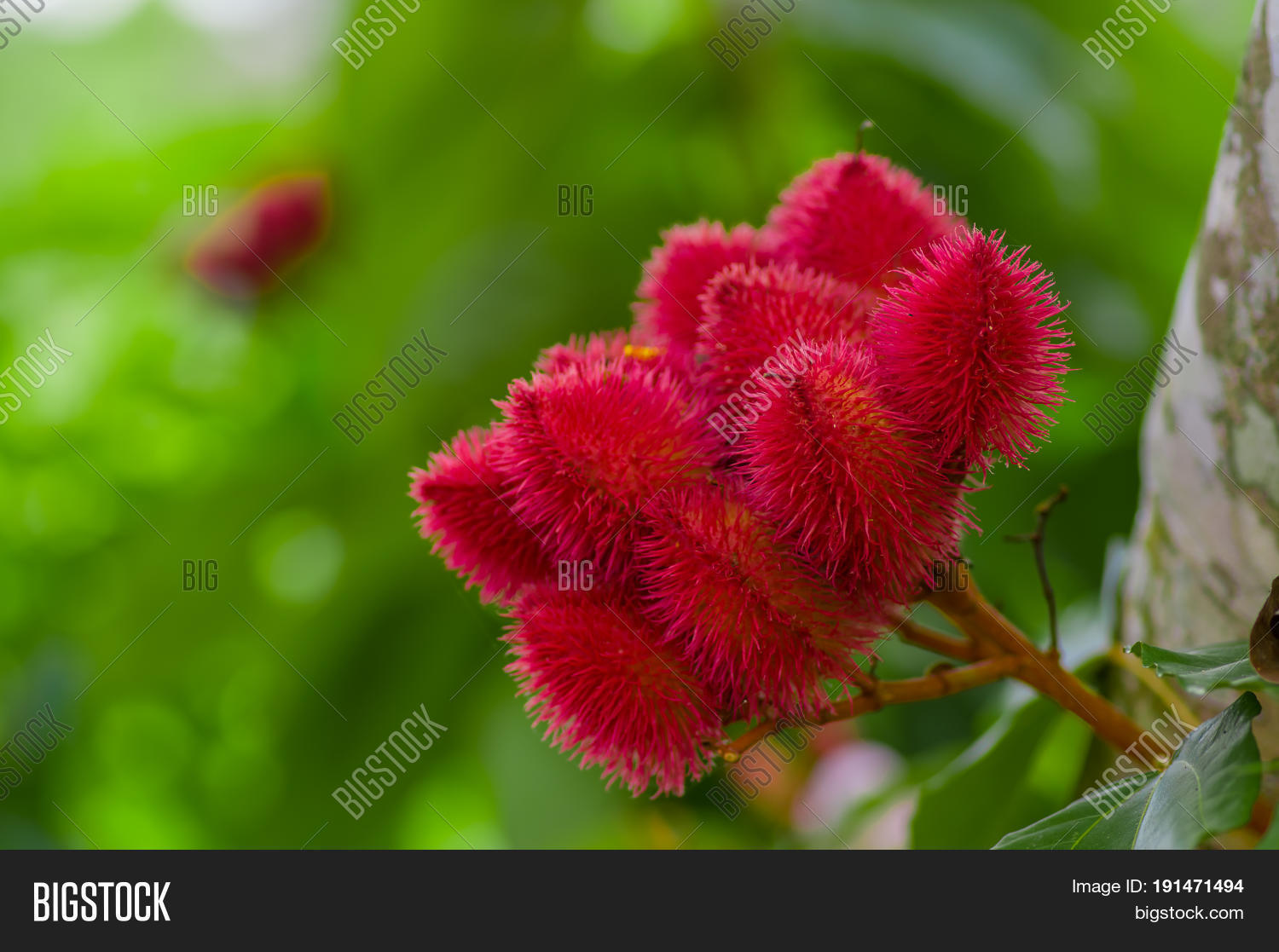 Achiote Plant Annatto Image & Photo (Free Trial) | Bigstock