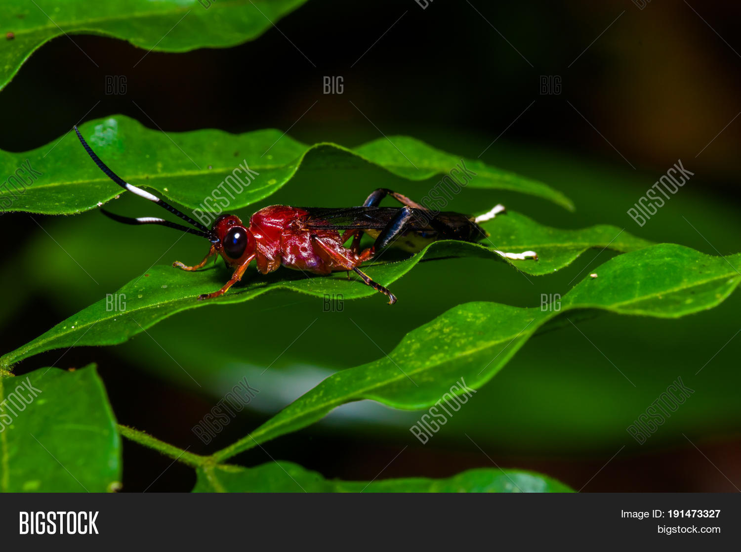 Small Red Insect Image & Photo (Free Trial) | Bigstock