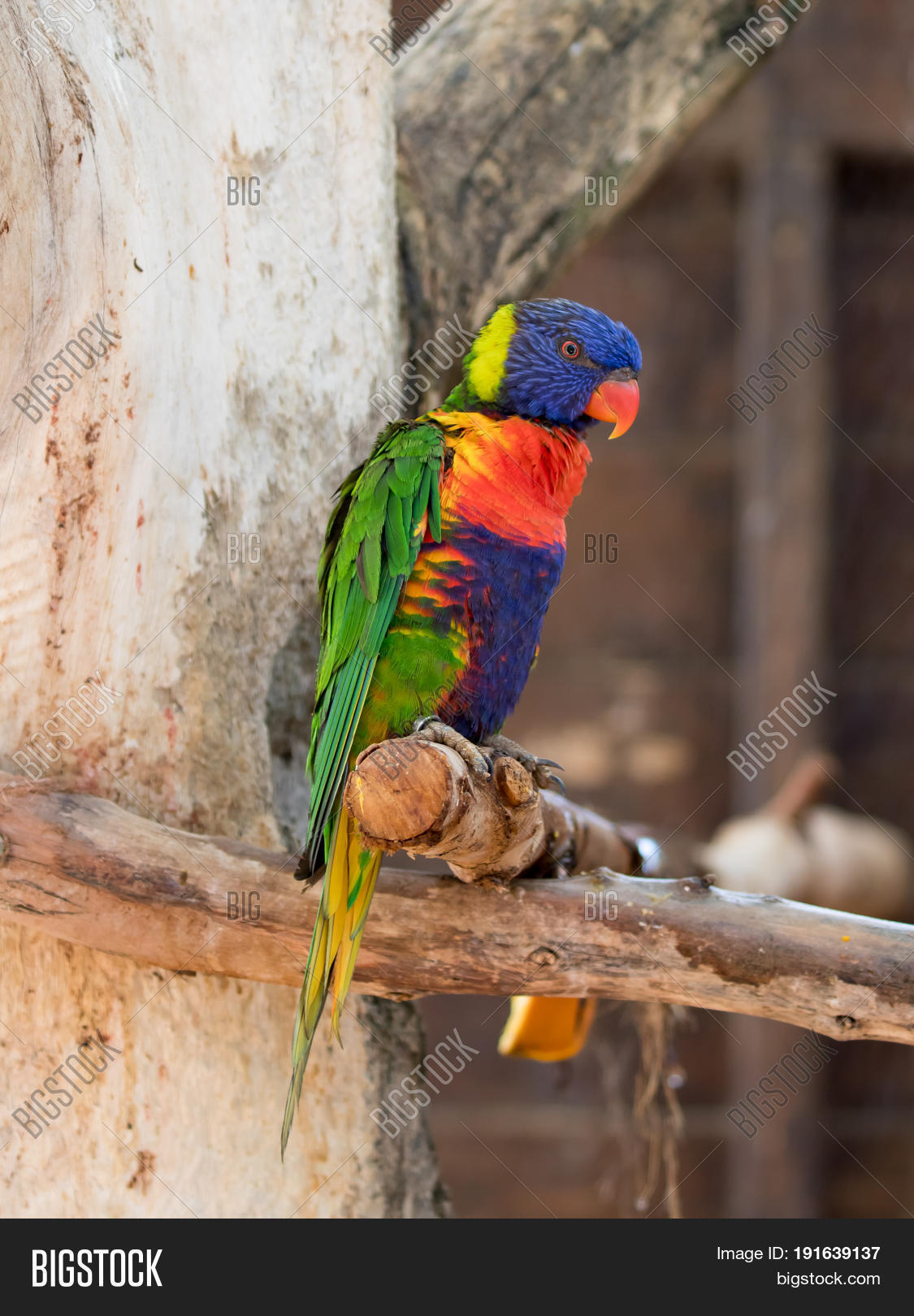Parrot Lori - Loriinae Image & Photo (Free Trial) | Bigstock