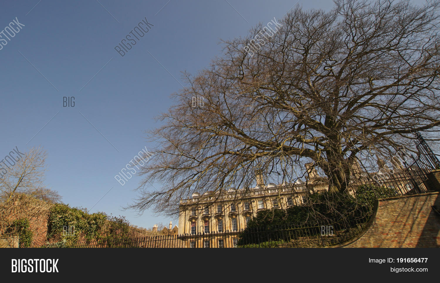 Dry Big Tree Cambridge Image & Photo (Free Trial) | Bigstock