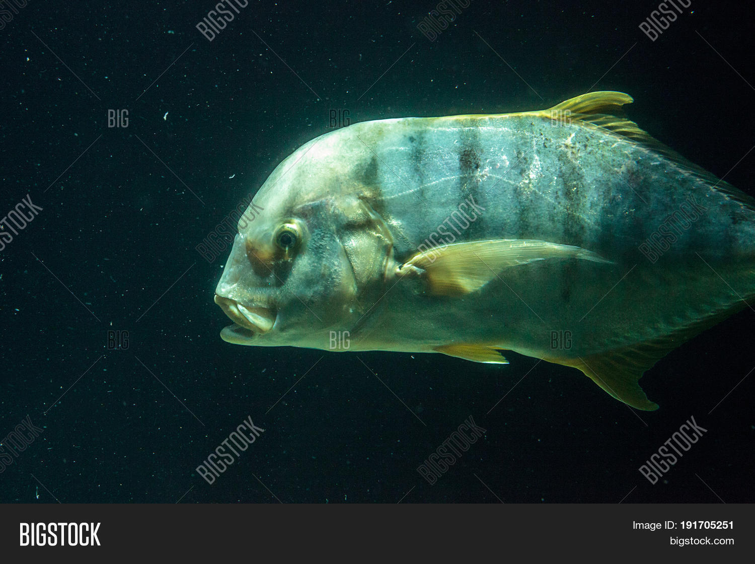 Golden Trevally Fish Image & Photo (Free Trial) | Bigstock
