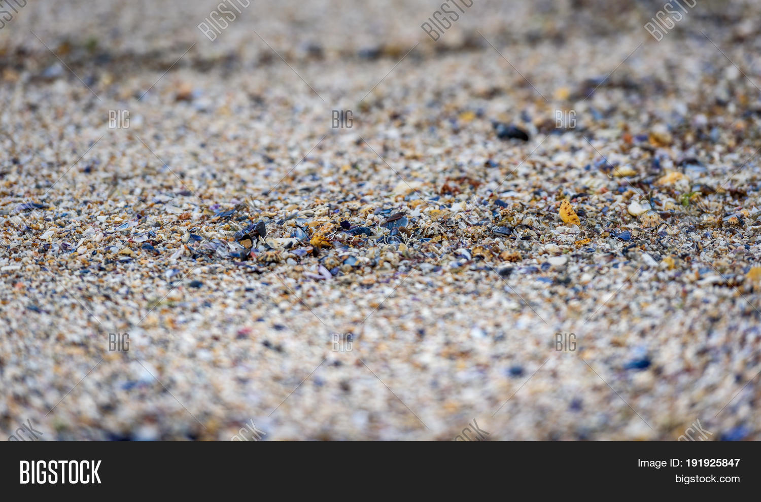 Many Sea Shells On Image & Photo (Free Trial) | Bigstock