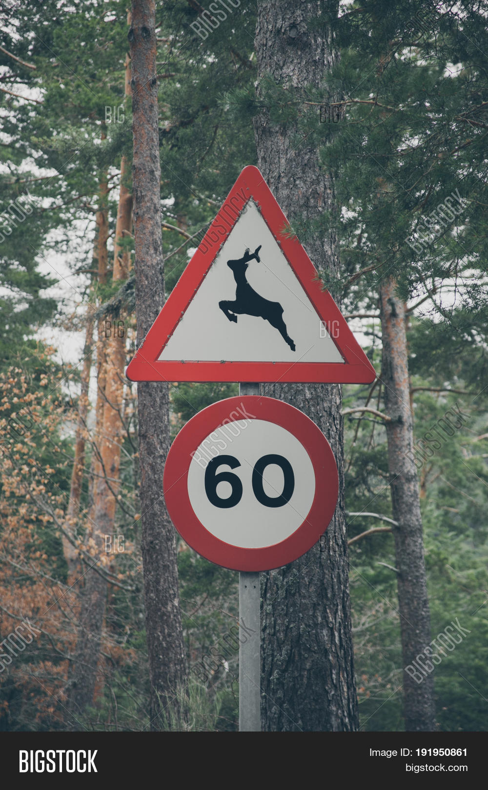 Wildlife Signal Forest Image & Photo (Free Trial) | Bigstock