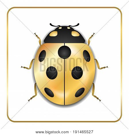 Ladybug Gold Insect Vector & Photo (Free Trial) | Bigstock
