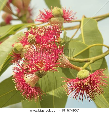 Australian Native Tree Image & Photo (Free Trial) | Bigstock