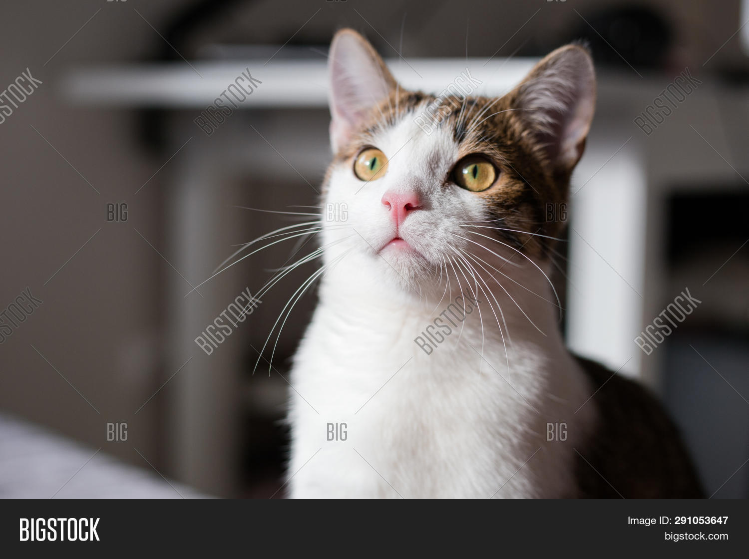 Cat Looking , Animal Image & Photo (Free Trial) | Bigstock
